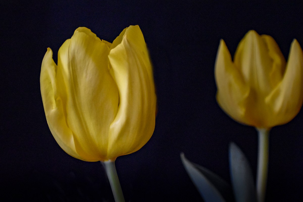 Yellow Emotions… – Magical Normal Life